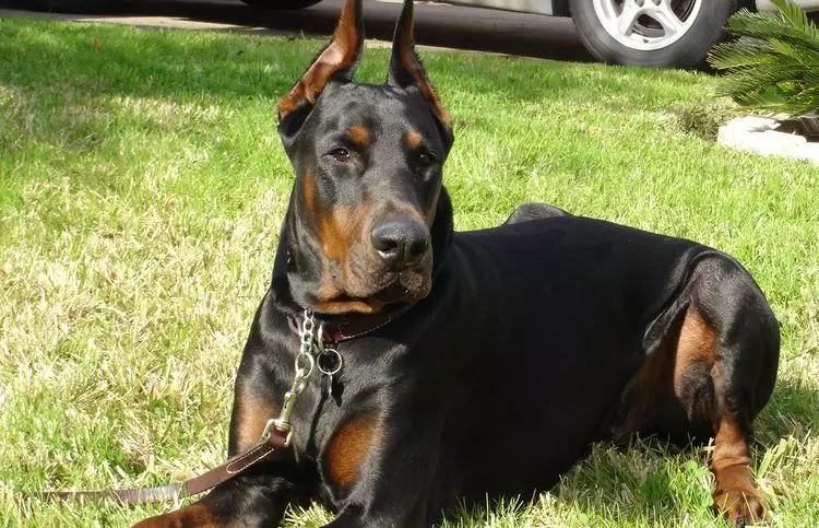 Doberman