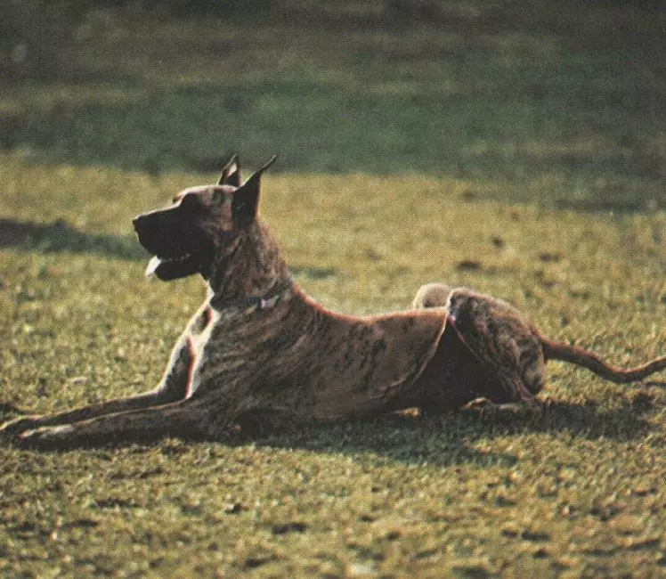 Great Dane foto