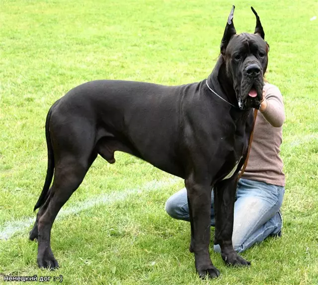 Great Dane op die foto