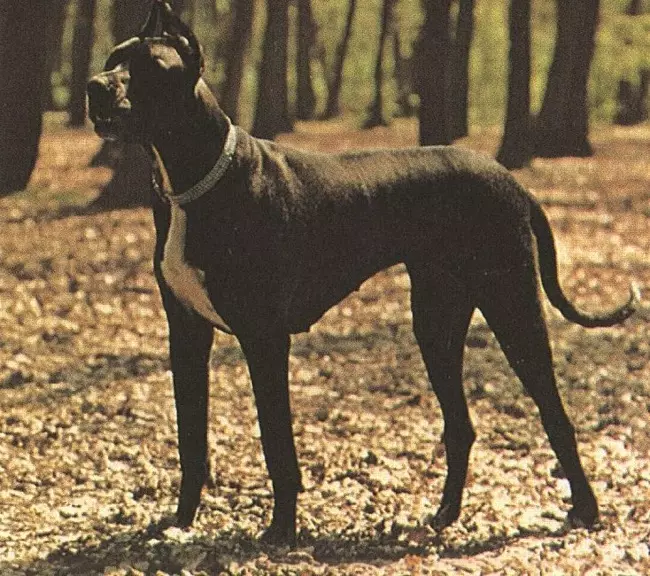 Great Dane in die park