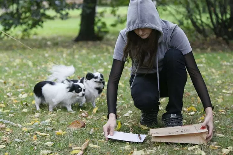 De honden schoonmaken