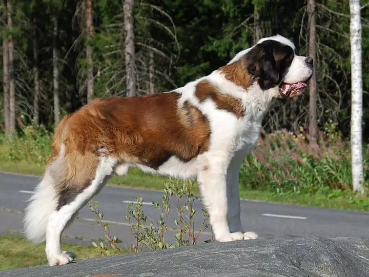 Saint Bernard: ລາຍລະອຽດຂອງສາຍພັນດ້ວຍຮູບພາບແລະວິດີໂອ 5579_11