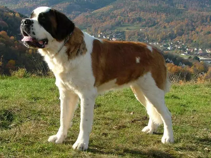 Saint Bernard: penerangan terperinci mengenai keturunan dengan foto dan video 5579_12