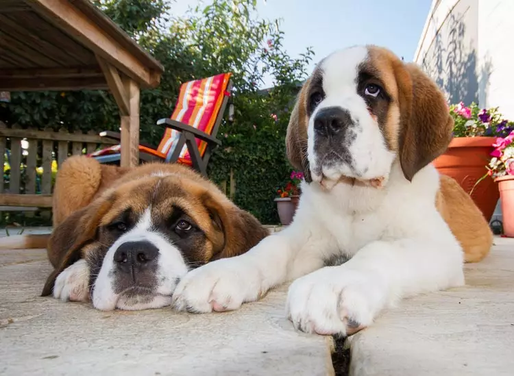 Sint Bernard puppies