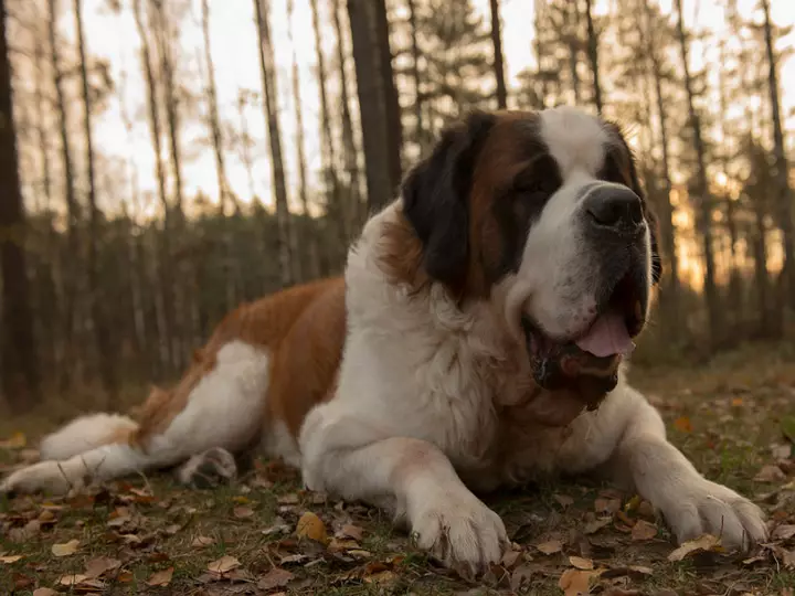 Saint Bernard: penerangan terperinci mengenai keturunan dengan foto dan video 5579_8