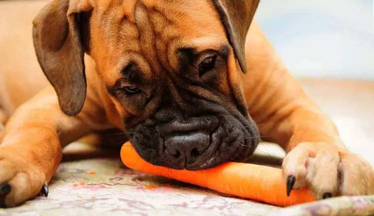 Boxer comendo cenoura