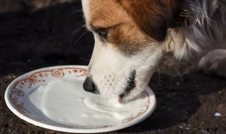 O cachorro bebe leite de uma tigela