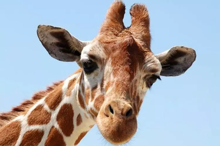 Giraff