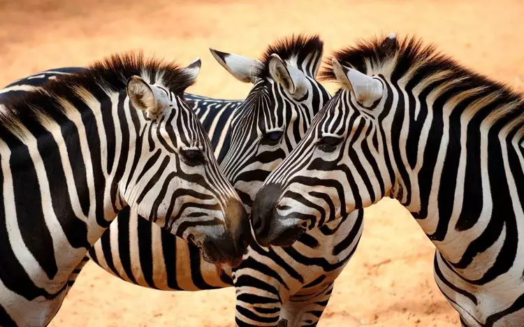 Dräi Zebras