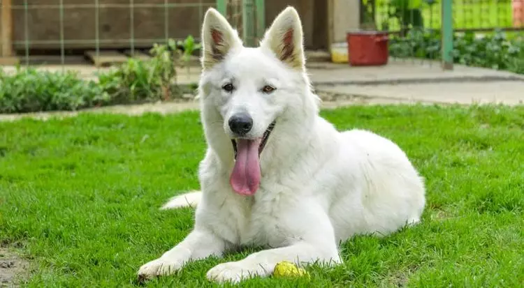 cachorro branco