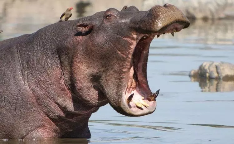 hippo