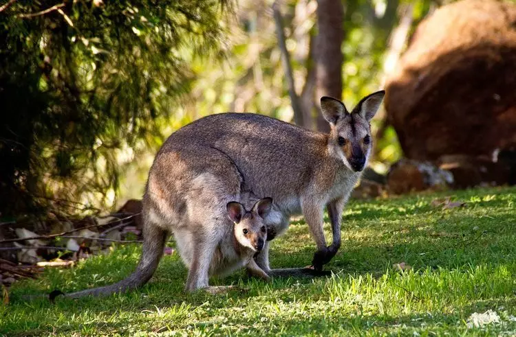 Canguru e canguru