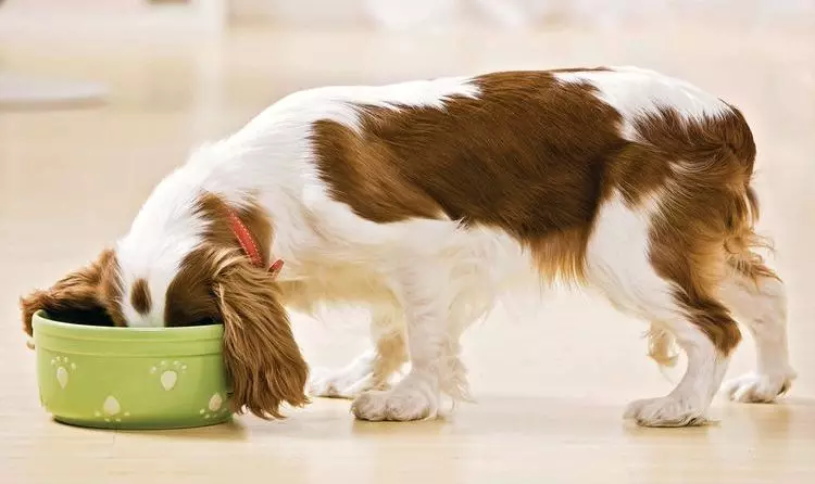Hund äter från en skål