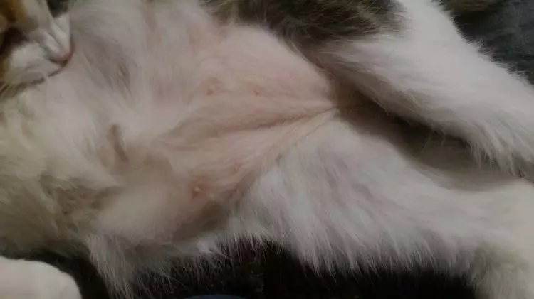 Cat's nipples