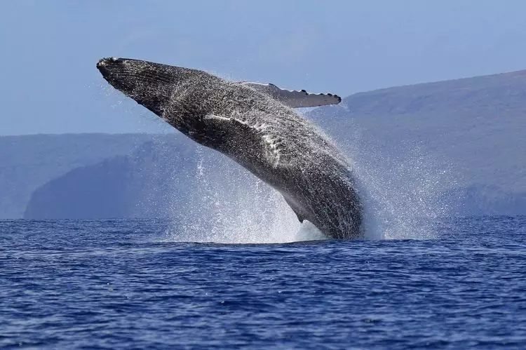 Ballena azul