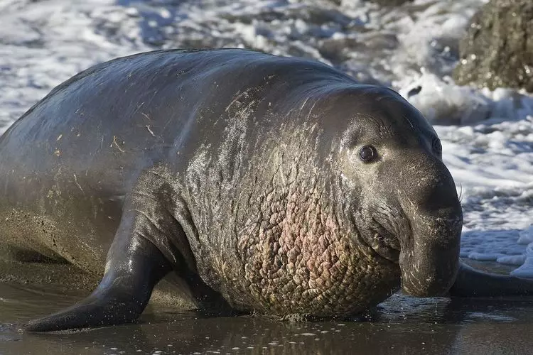 Elefante marino del sur