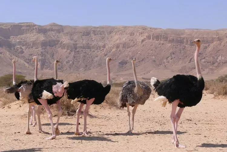 Ostrich