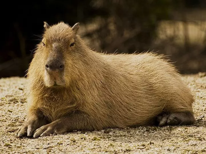 El animal más grande del mundo | en el piso 5603_7