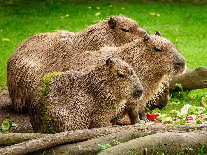 El animal más grande del mundo | en el piso 5603_8