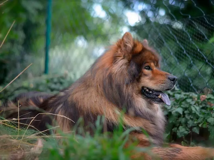 Eurasier (evrasískur hundur, Oirazier): lýsing á tegundinni með ljósmynd og myndskeiði 5604_10