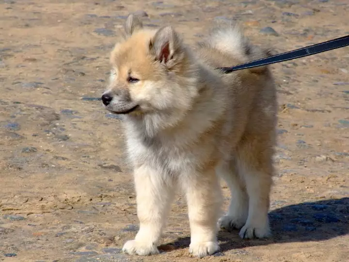 Eurasier (Eurasian chen, Oirazier): deskripsyon kwaze a ak foto ak videyo 5604_12