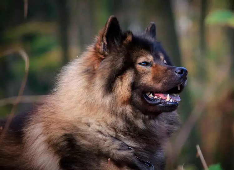 jenis anjing Eurasier