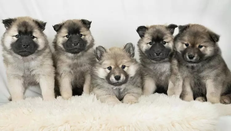 Anak anjing Eurasier dari kennel