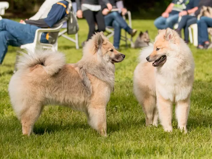 Eurasier (Anjing Eurasia, Oirazier): deskripsi trah dengan foto dan video 5604_6