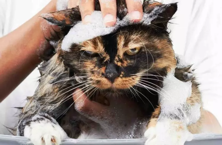 一隻生氣的貓被沐浴