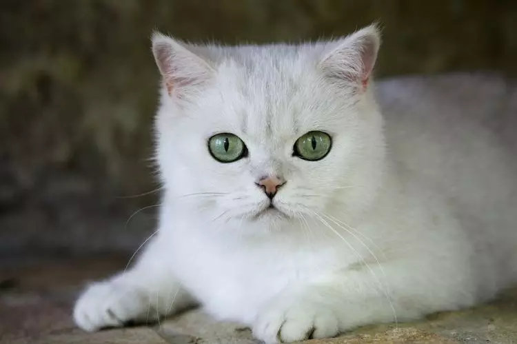 白い猫