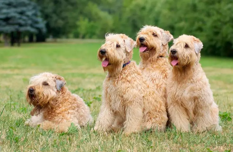 Irish Soft Coated Wheaten Terrier