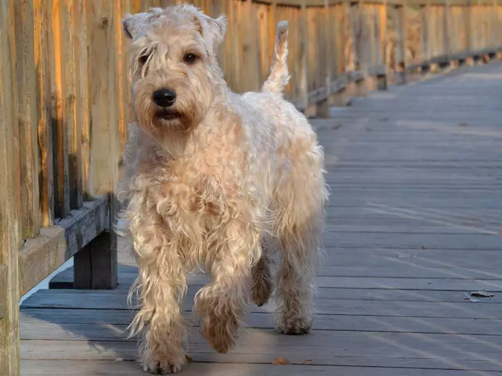 Irish Soft Coated Wheaten Terrier: descrizione della razza con foto e video 5614_10