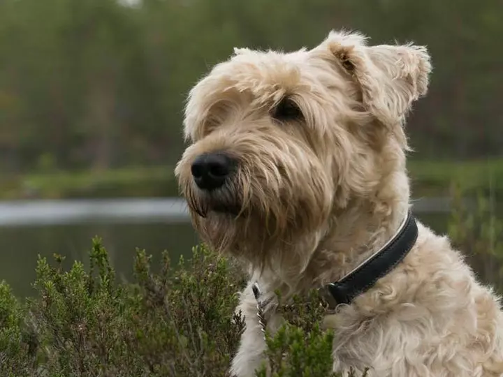 Irish Soft Coated Wheaten Terrier: tlhaloso ea mofuta ona o nang le linepe le livideo 5614_11