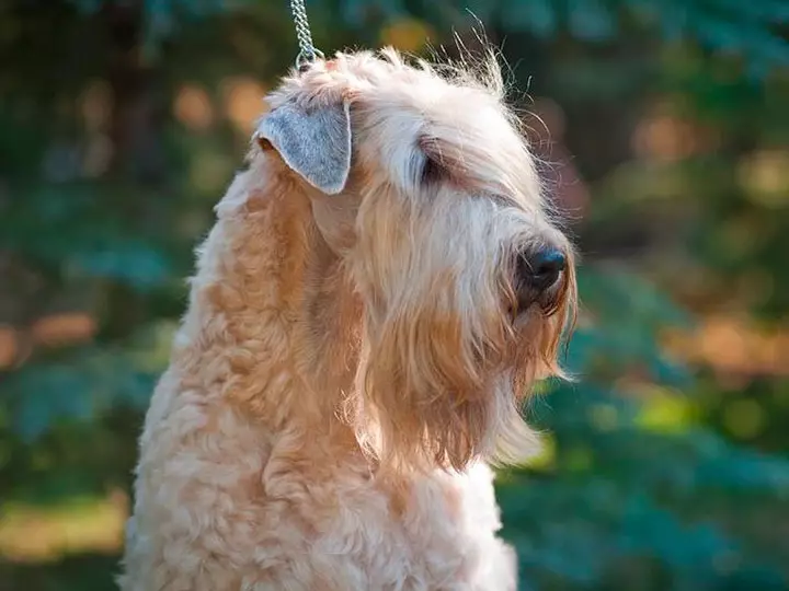 Իռլանդական Soft Soft Coated Wheaten Terrier: ցեղի նկարագրությունը լուսանկարներով և տեսանյութերով 5614_12