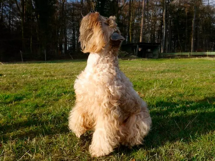 Irlandia lemes dilapis Wheaten Terrier: pedaran ngeunaan breed kalayan poto sareng video 5614_13