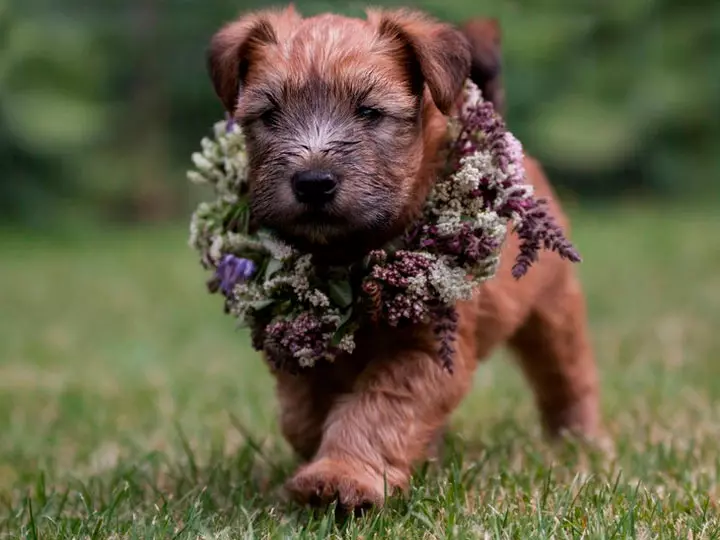 Irish Soft Coated Wheaten Terrier: tlhaloso ea mofuta ona o nang le linepe le livideo 5614_14