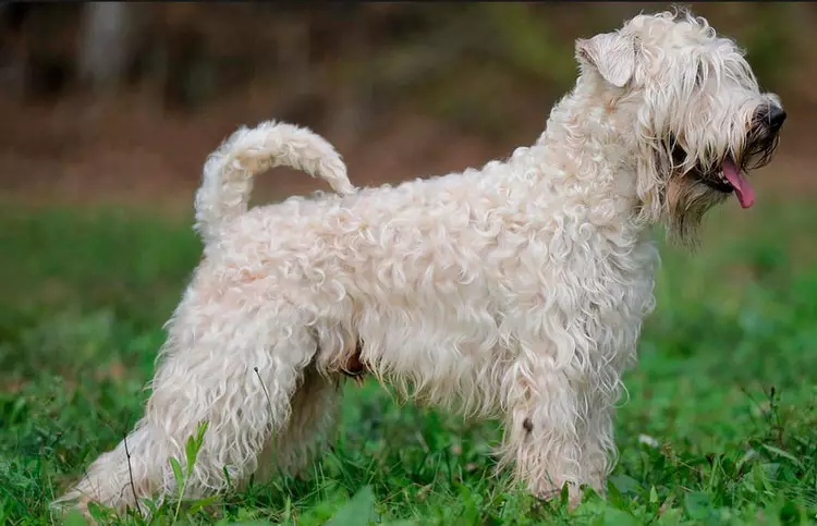 Terrier de trigo revestido suave irlandés