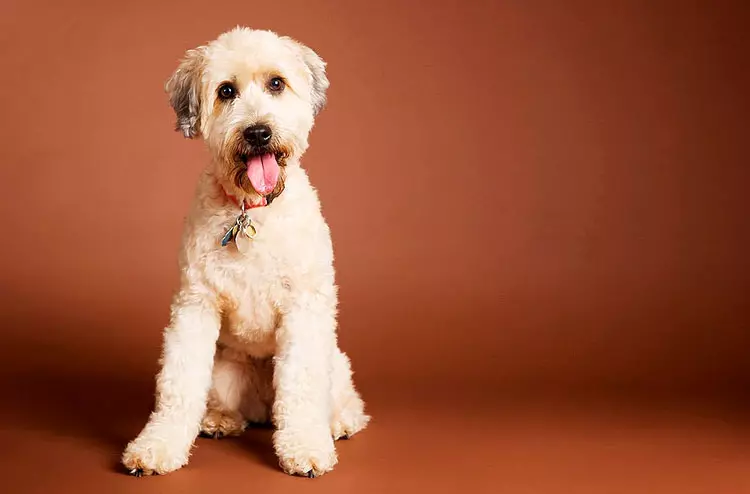 Terrier Wheaten Wheaten Bog Brataithe na hÉireann