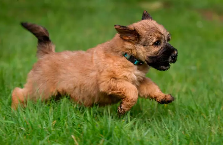 Anak anjing Irlandia Terpadu lemes Wheaten Terrier