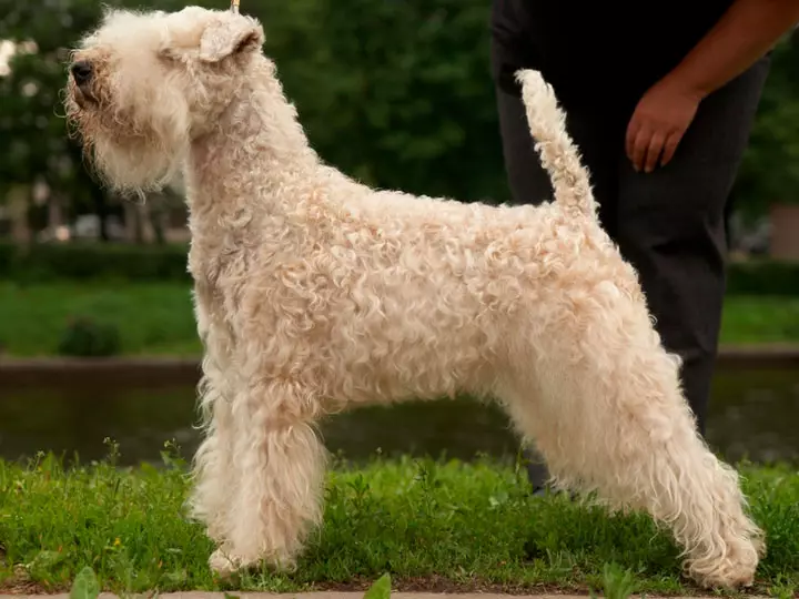 Irlandia lemes dilapis Wheaten Terrier: pedaran ngeunaan breed kalayan poto sareng video 5614_5