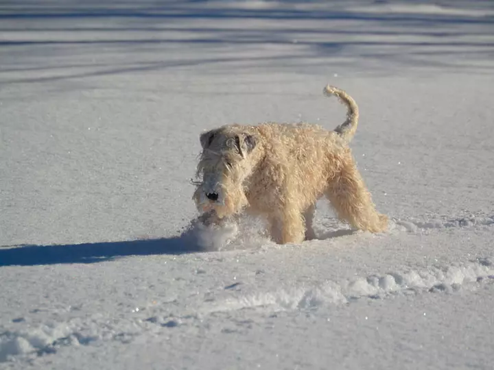 આઇરિશ સોફ્ટ કોટેડ Wheaten ટેરિયર: ફોટા અને વિડિઓઝ સાથે જાતિનું વર્ણન 5614_6