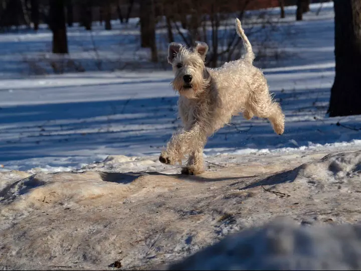 Irlandia lemes dilapis Wheaten Terrier: pedaran ngeunaan breed kalayan poto sareng video 5614_7