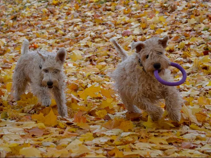 Irlandia lemes dilapis Wheaten Terrier: pedaran ngeunaan breed kalayan poto sareng video 5614_8