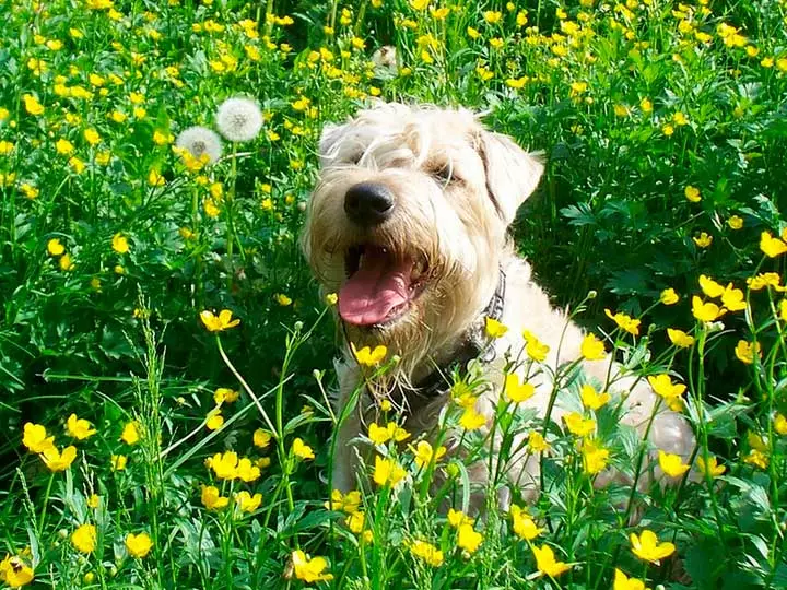 Irlandia lemes dilapis Wheaten Terrier: pedaran ngeunaan breed kalayan poto sareng video 5614_9