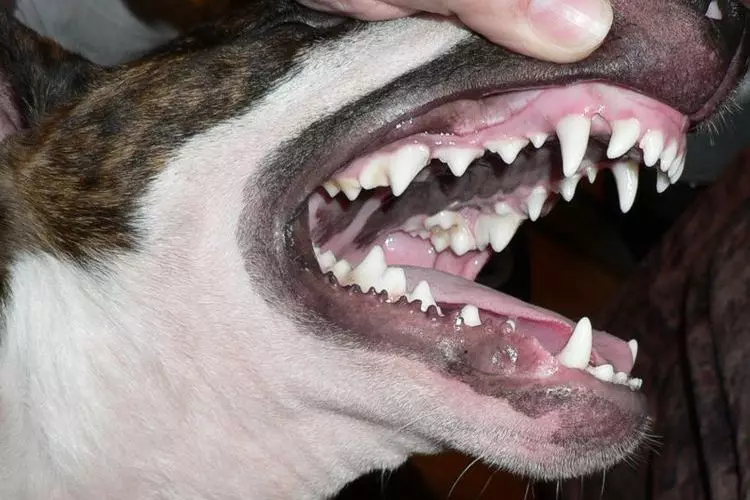 La structure des dents d'un chien