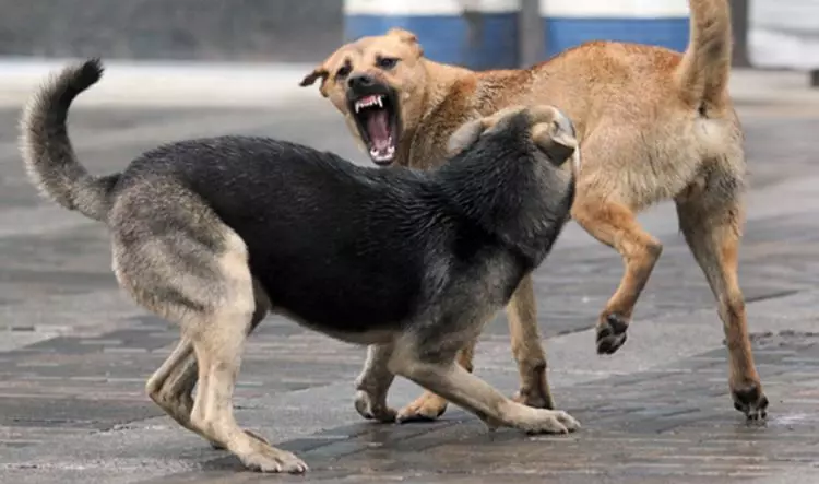 Stray Dogs Fight