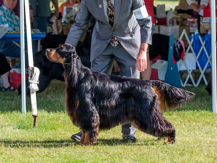 Scottish Setter (Gordon): beskrivelse af hunderacen med fotos og videoer 5616_12