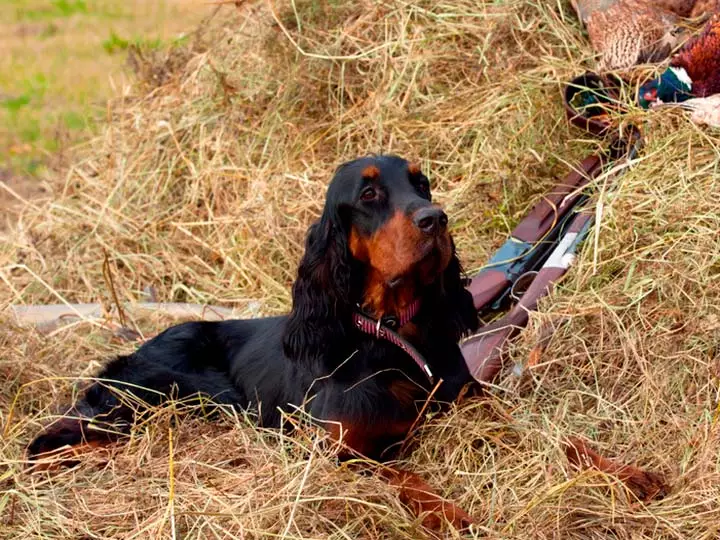 Scottish Setter (Gordon): fotoşəkillər və videolar ilə it cinsinin təsviri 5616_13