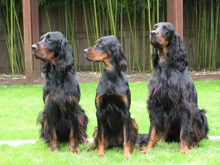 Skota Setter (Gordon): priskribo de la hunda raso kun fotoj kaj filmetoj 5616_14