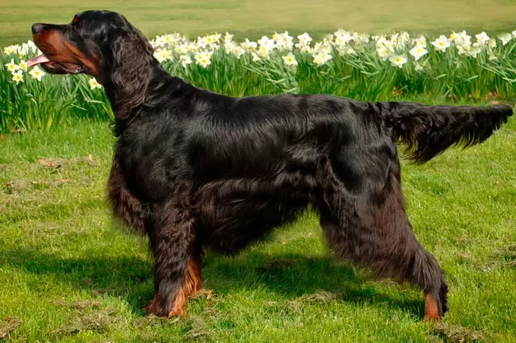 Scottish setter pikicha